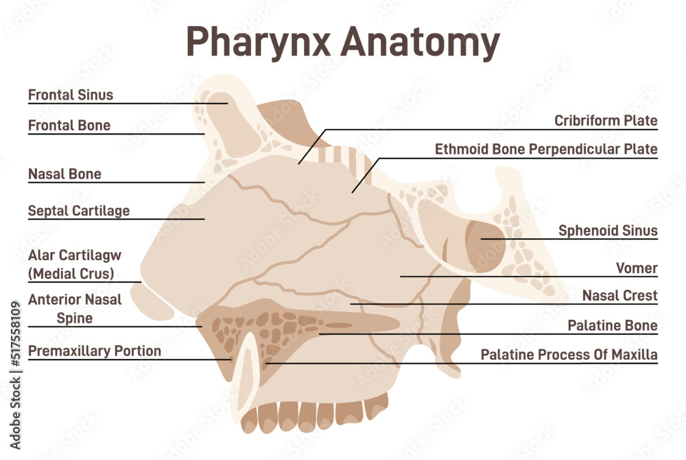 Pharynx Anatomy Anatomical Structure Of The Nasal Passages Coloso