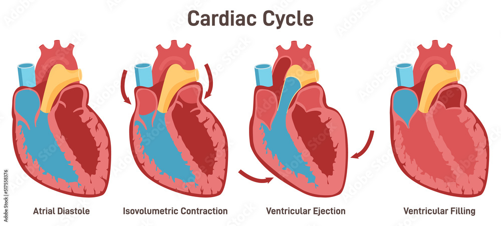 Stockvector Cardiac cycle phases. Atrial diastole, isovolumetric ...