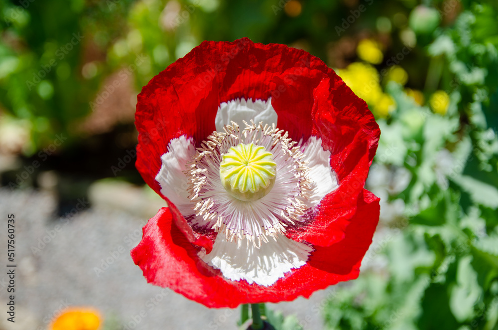 red flowers with white petals and yellow center, plants from Alcatraz ...
