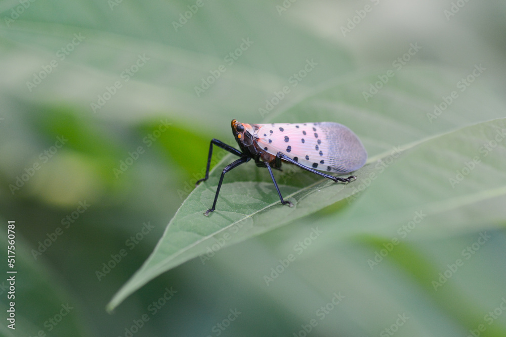Spotted Lanternfly (Lycorma delicatula) in New York, United States ...