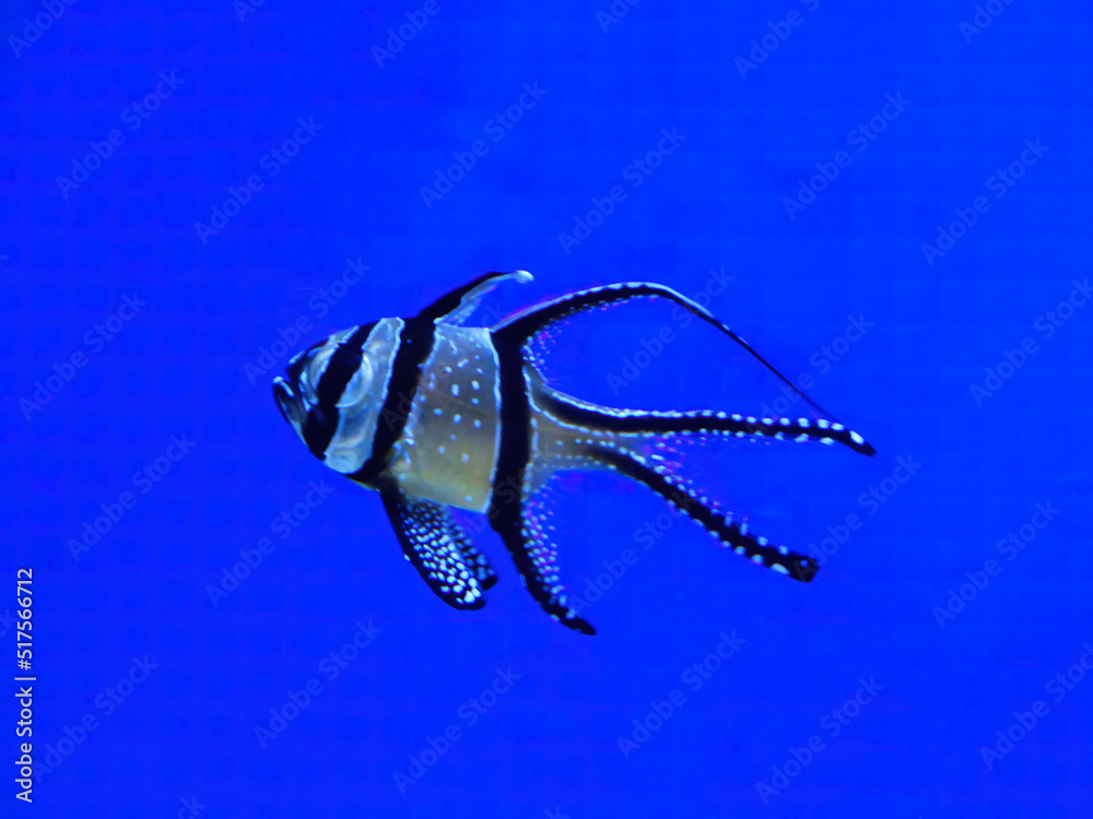 Foto de The beautiful Banggai cardinalfish Longfin cardinalfish ...
