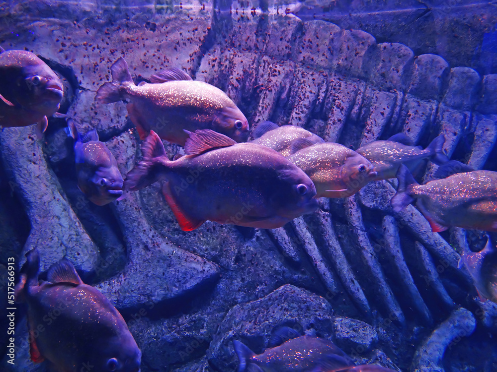 Red-bellied piranha Pygocentrus nattereri freshwater fish, family ...