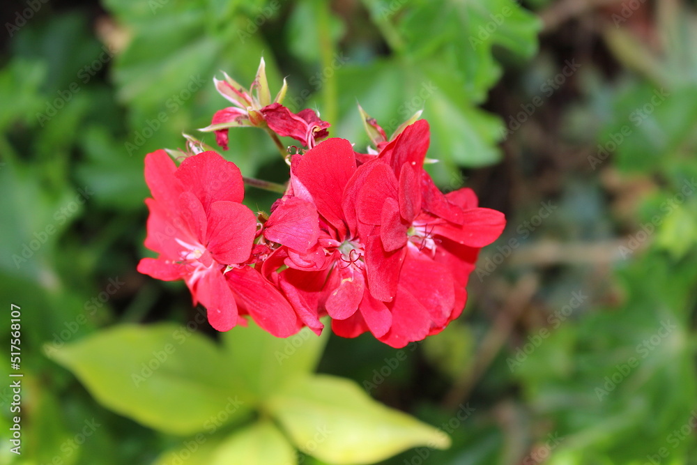 Belas flores sob as folhas verdes, foto de flor para decoração, belas ...