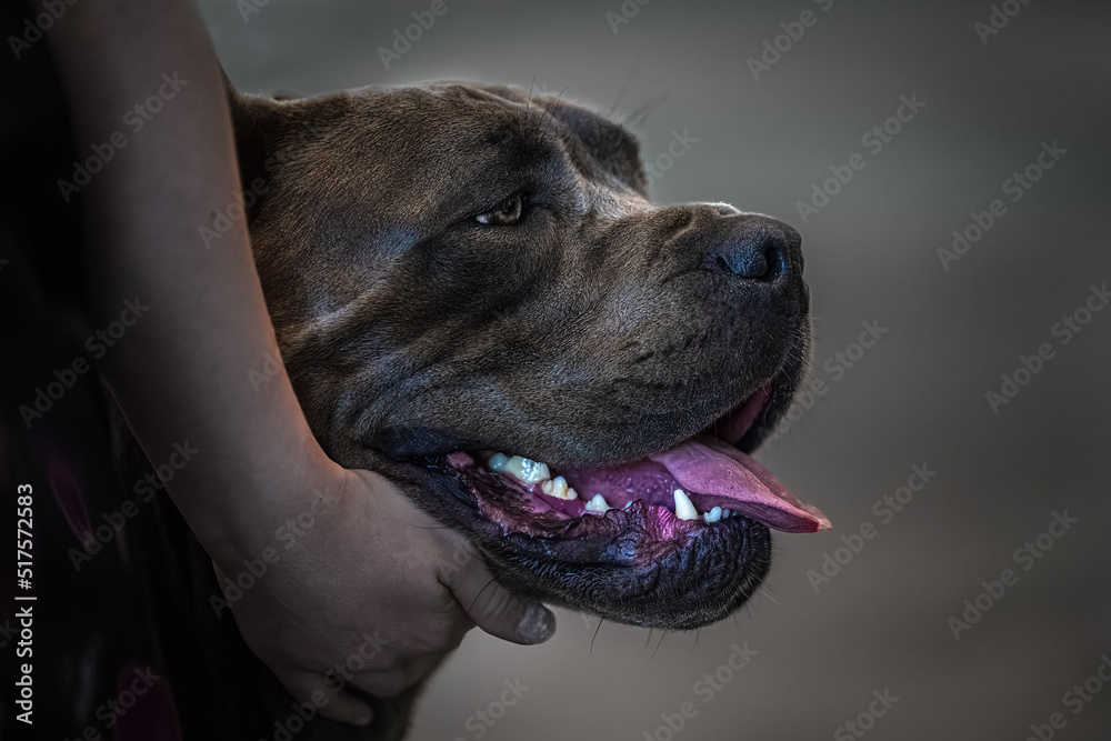 2022-07-13 A CLOSEUP PROFILE PROTRAIT OF A LARGE CANE CORSO WITH A ...