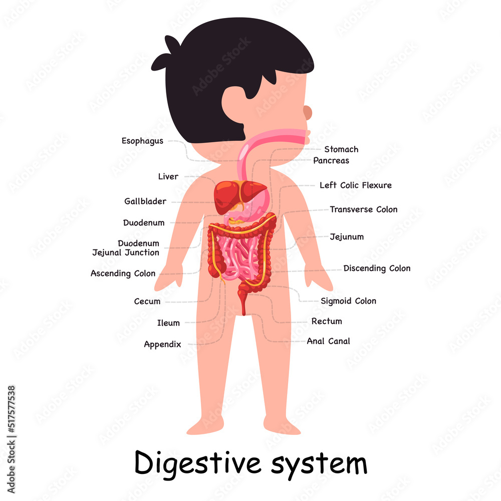 Human digestive system body anatomical internal organ abdominal stomach ...