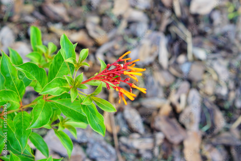 Firebush (Hamelia Patens) has to be one of the easiest and also most ...