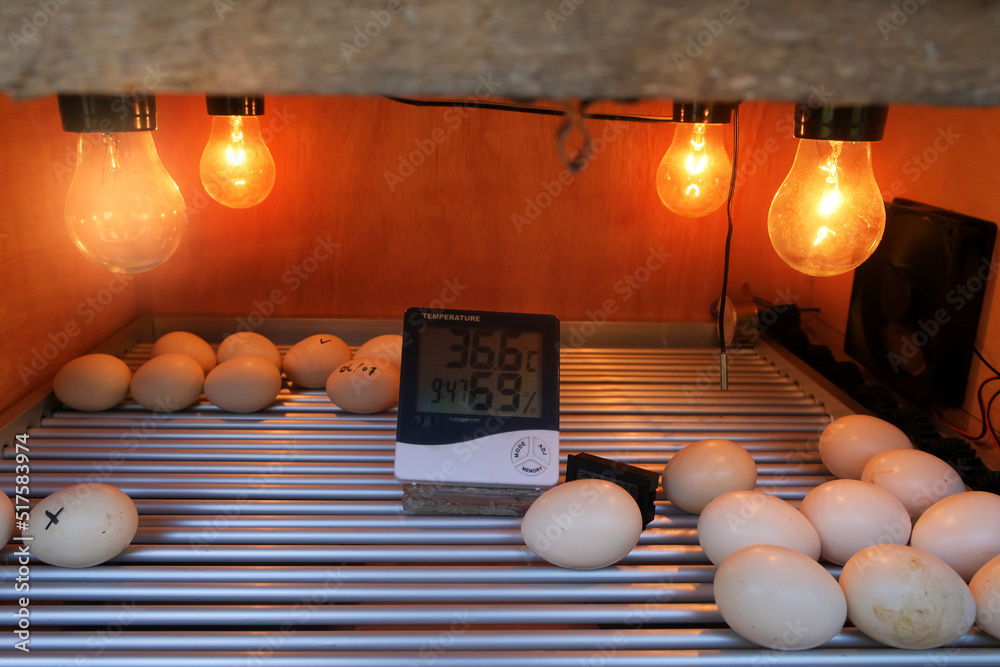 The process of hatching chicken eggs by heating to a measured ...
