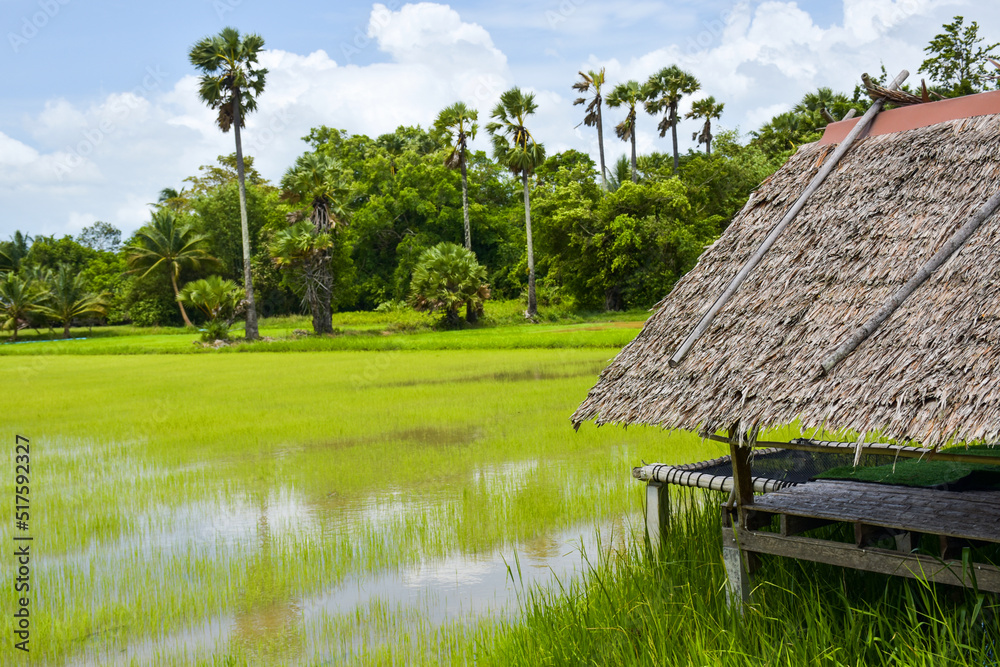 Wooden house in a resort in the middle of rice fields, Thai tourist ...