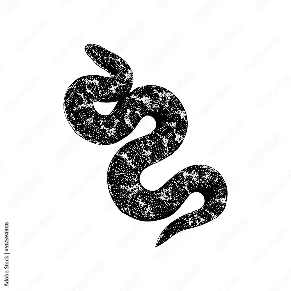 Kenyan Sand Boa hand drawing vector illustration isolated on background ...