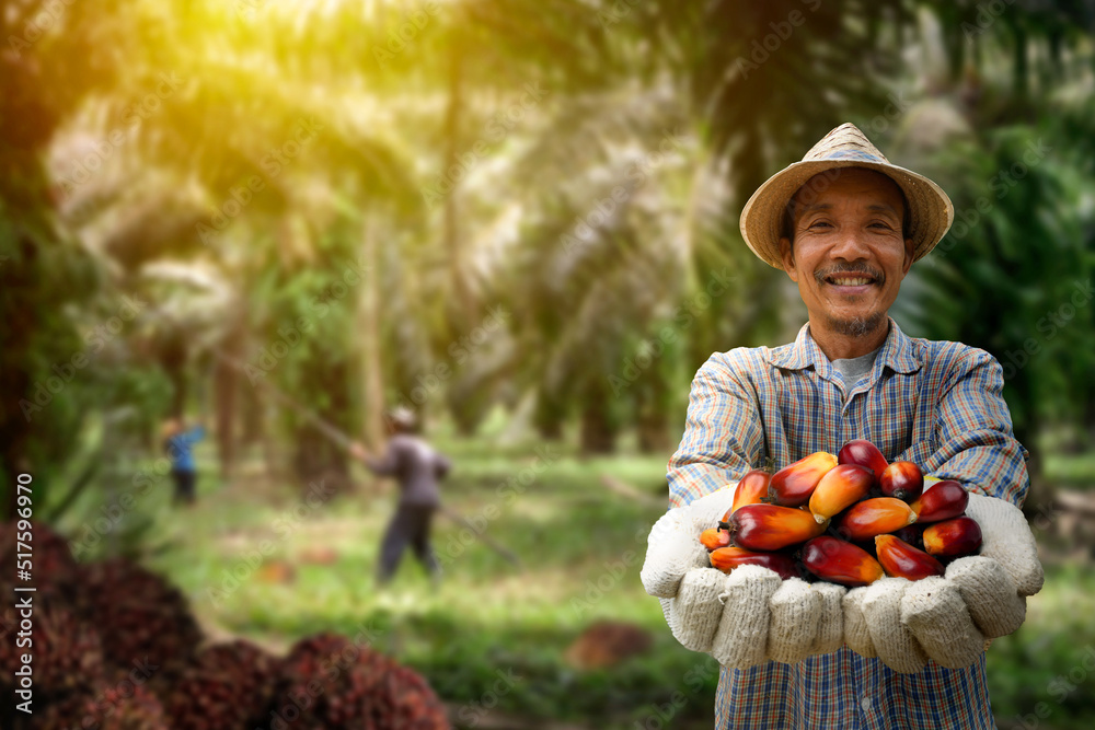 Palm oil farmer showing palm oil nuts with palm harvesting background. Stock Photo | Adobe Stock