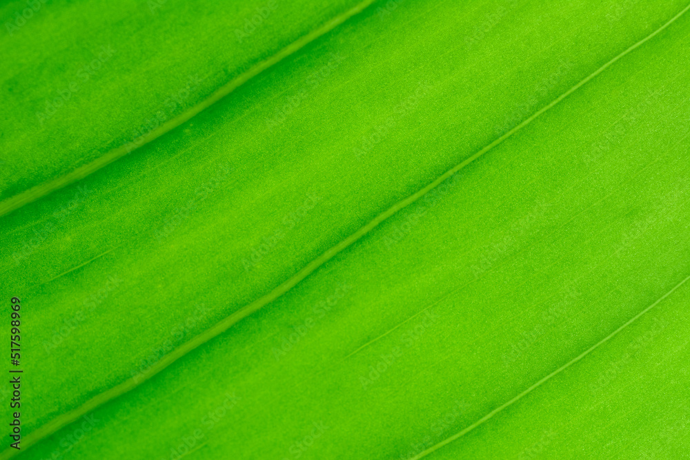 green leaf texture Stock Photo | Adobe Stock