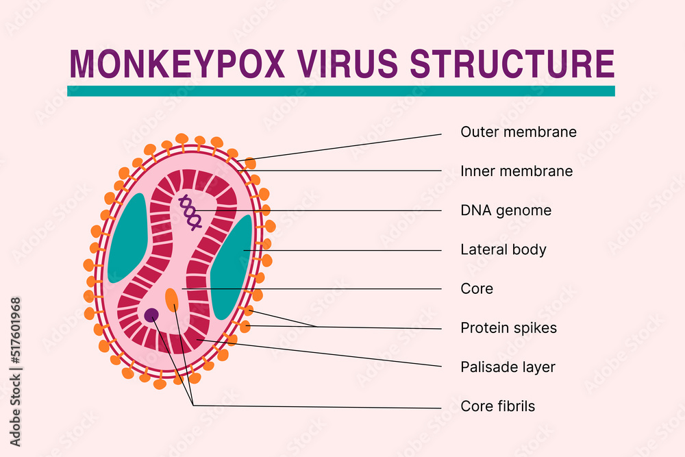 Monkeypox virus structure infographic. Disease caused by virus ...