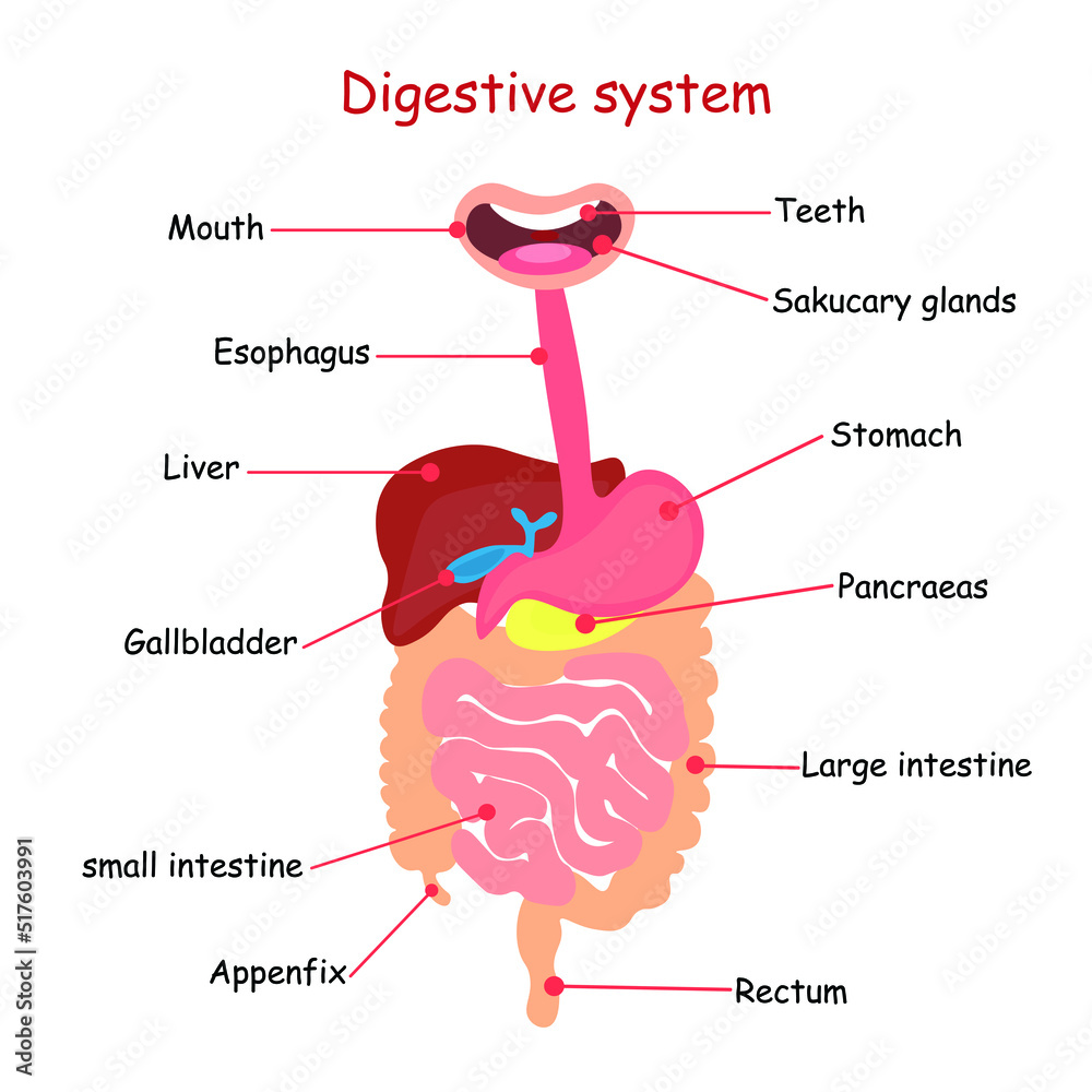 Digestive system vector human body vector illustration internal organs ...