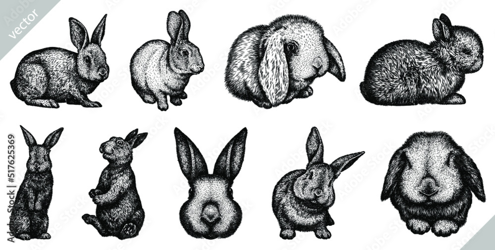 vintage engrave isolated rabbit set illustration ink sketch. hare ...