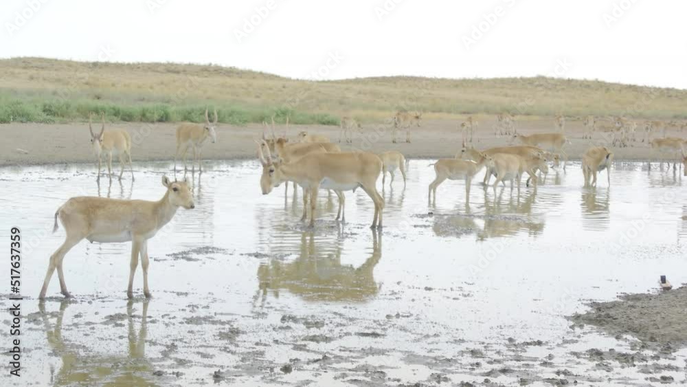 Rare antelope Saiga in the wild. Saigas tatarica at a watering place ...
