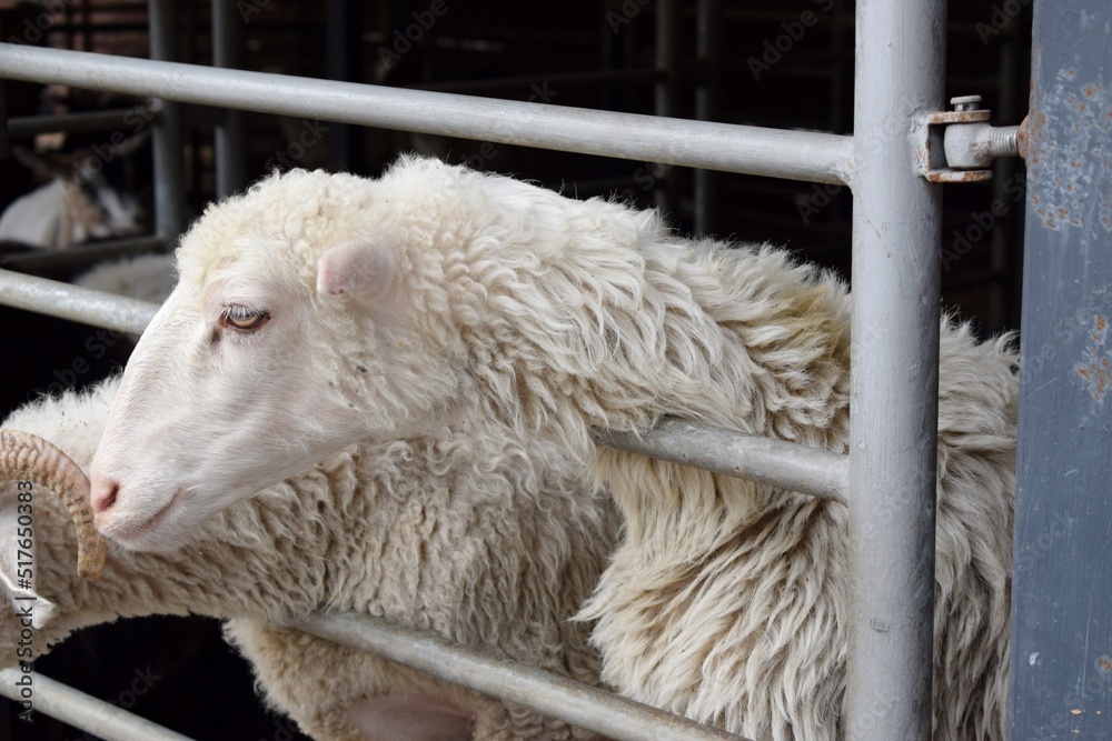 The fat-tailed sheep is a general type of domestic sheep known for ...