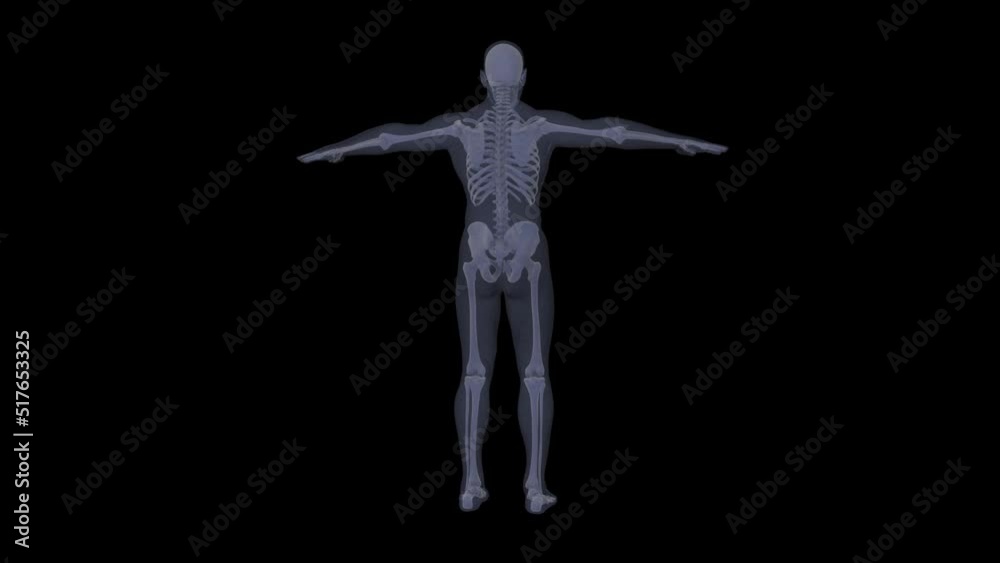 Futuristic Interface of Human Anatomy Systems. The motion graphics ...