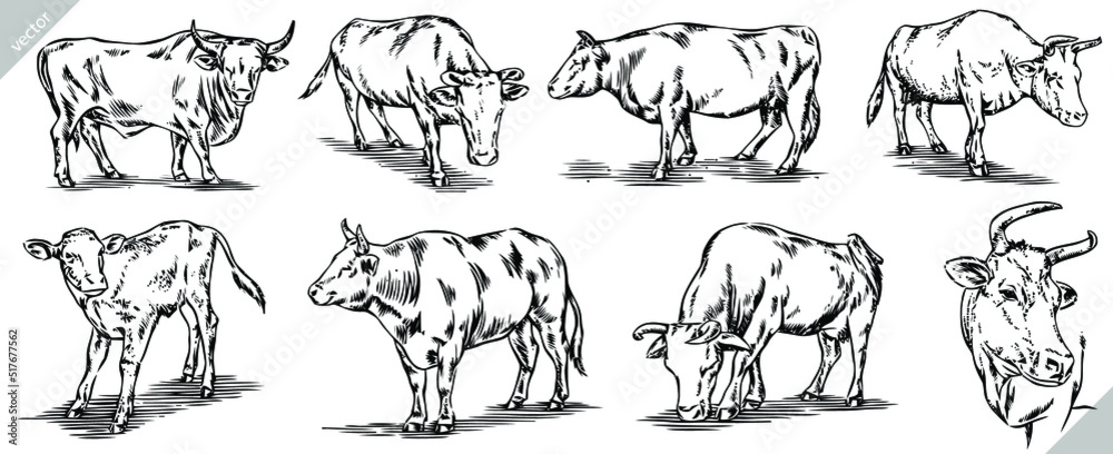 Vintage engrave isolated cow set illustration ink sketch. Bull ...