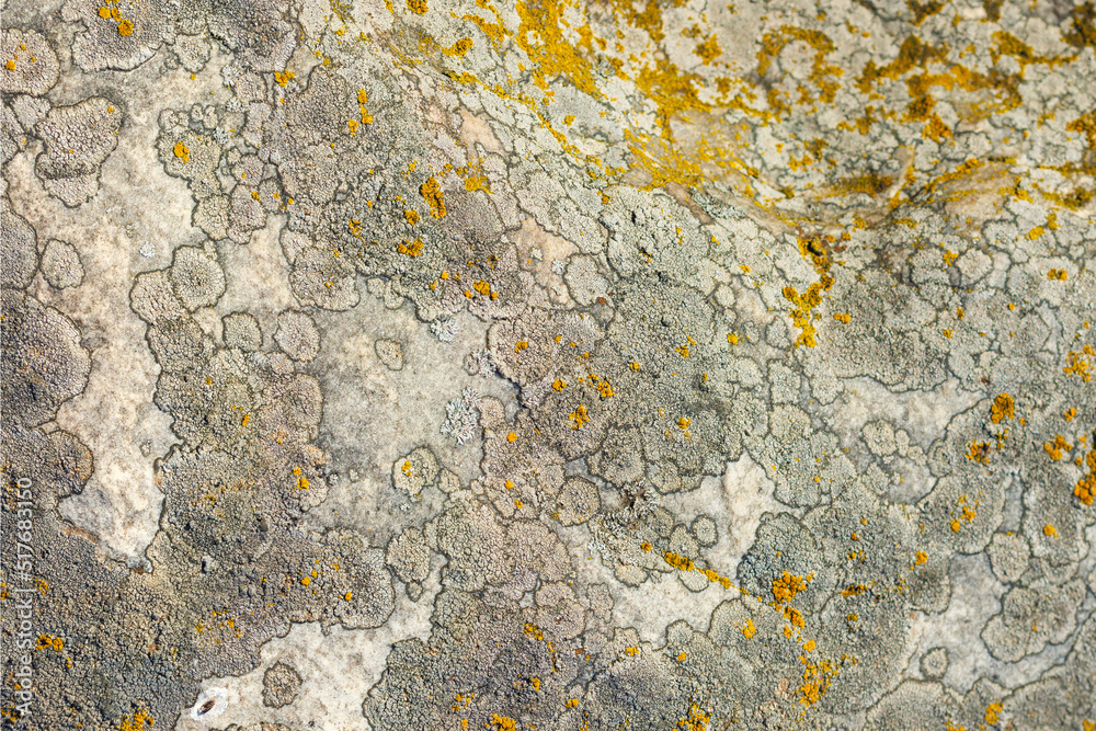 Golden moonglow lichen on quartzite sandstone surface. A pioneer lichen ...