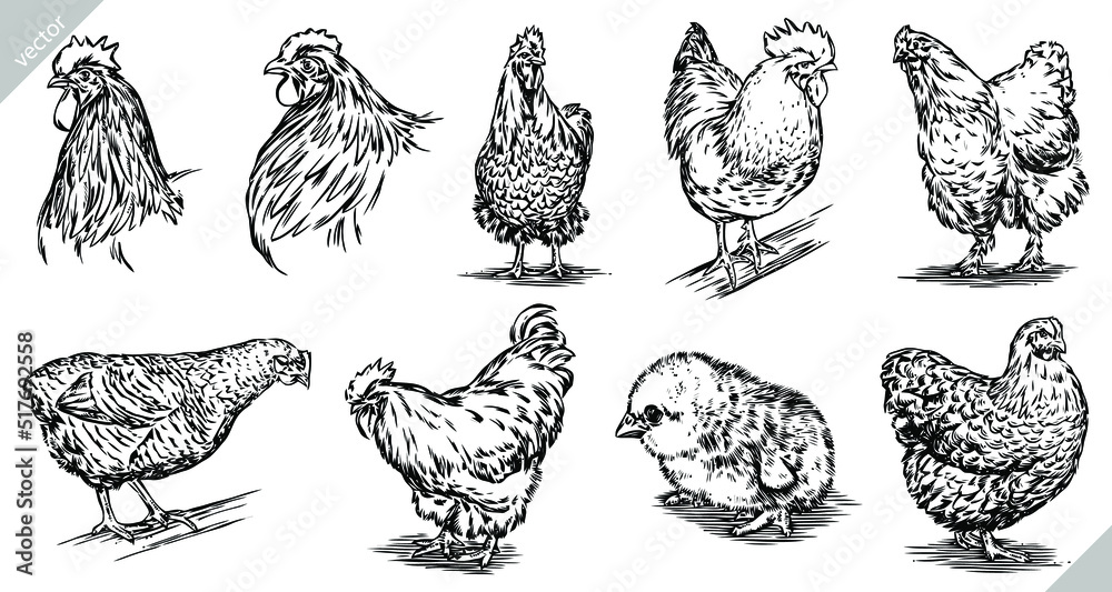Vintage engrave isolated chicken set illustration ink sketch. Hen fowl ...