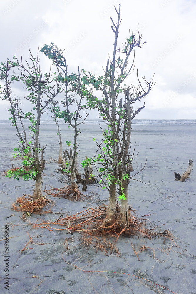 scenic henry island sea beach at bakkhali, mangrove tree standing on ...
