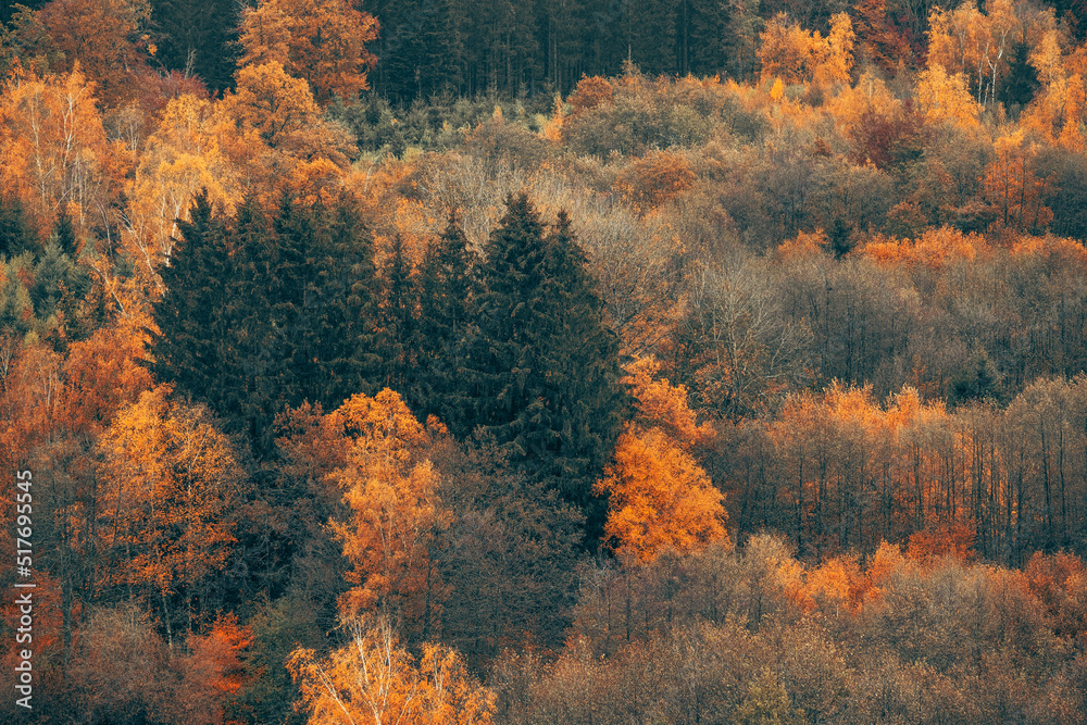 Une forêt de feuillus et quelques sapin pendant l'automne Stock Photo ...