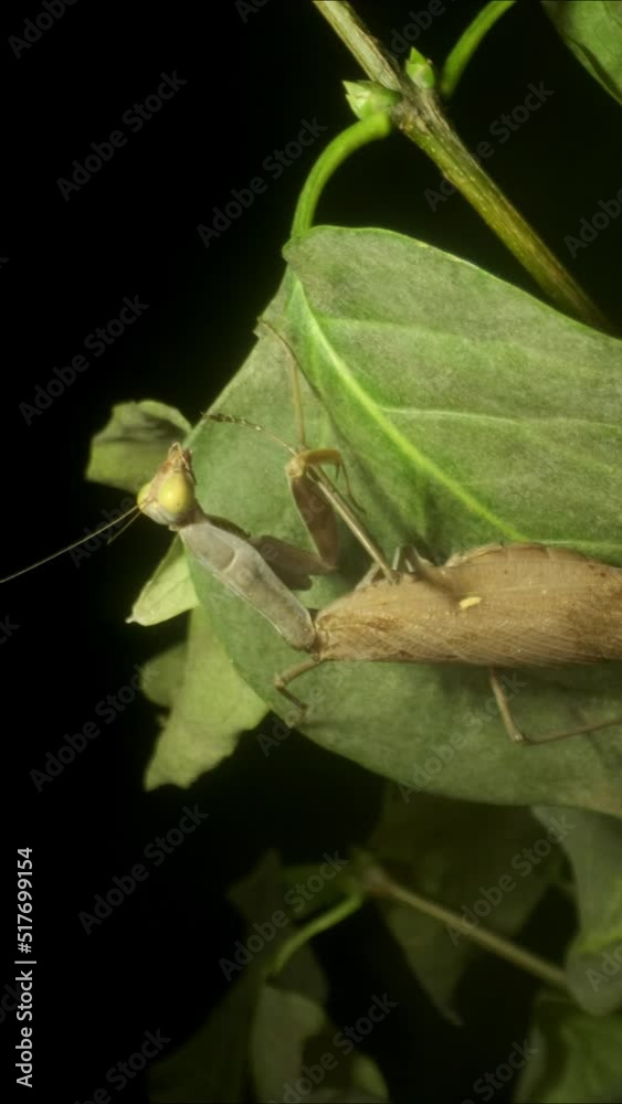 VERTICAL VIDEO: Close-up of large green praying mantis cleaning its ...
