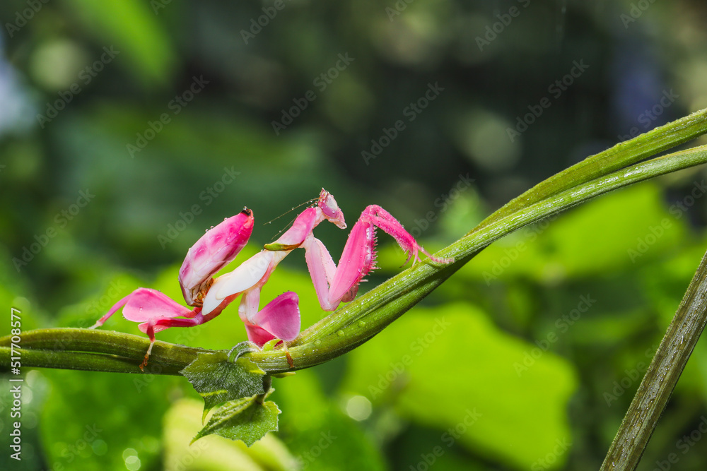 Pink Orchid Praying Mantis