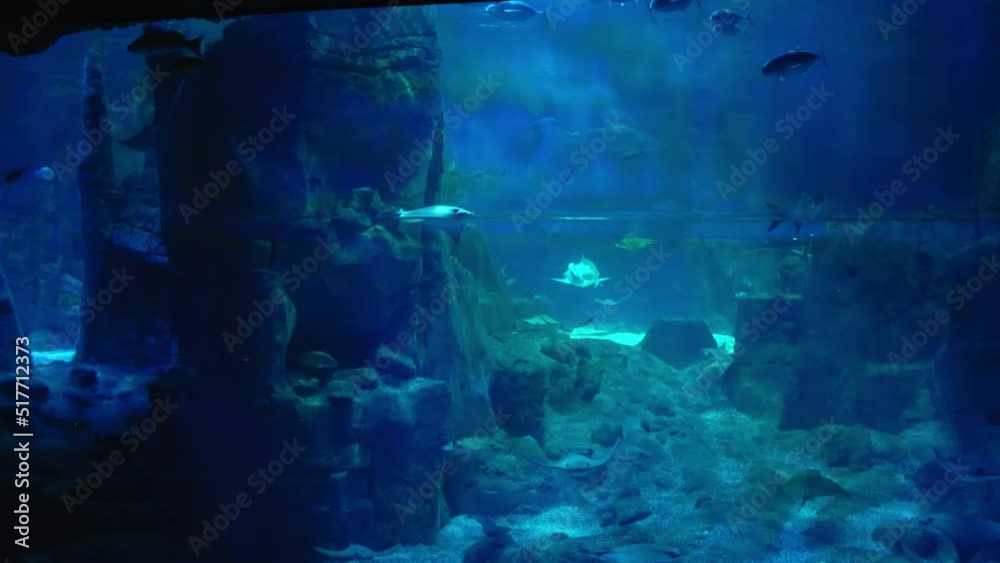 Beautiful fish oceanarium, deep underwater world panoramic view ...