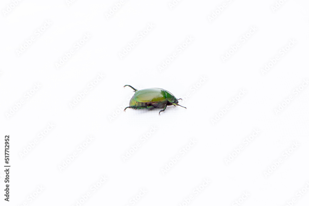 Foto de Green scarab beetles beetles with beautiful colors that are of ...