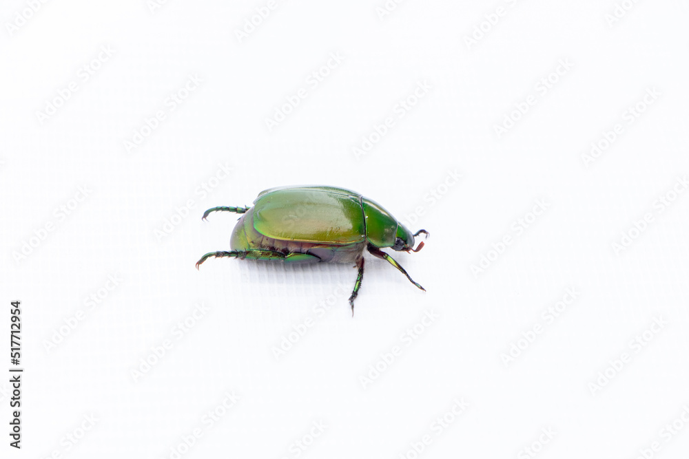 Green scarab beetles (Lythraceae) (Anomala grandis) beetles with ...