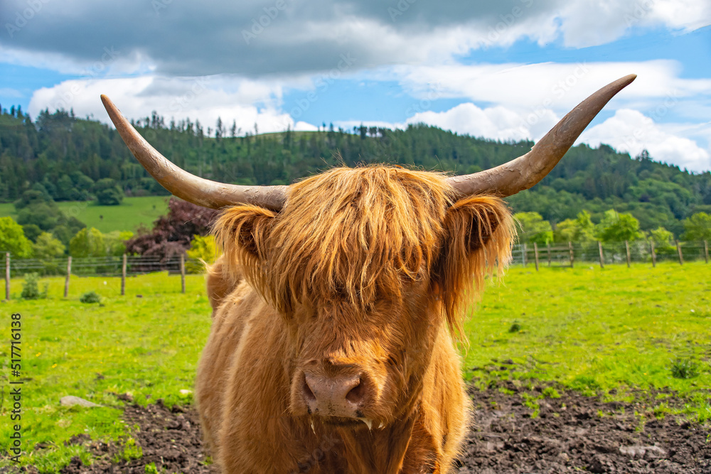 Schottisches Hochlandrind oder Highland Cattle oder Kyloe Mit ihrem ...