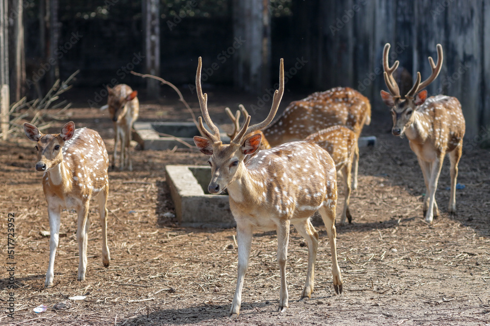 The chital, also known as spotted deer, chital deer, and axis deer, is ...