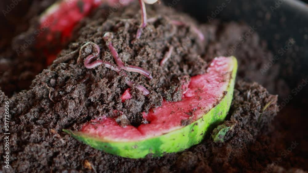close up Farmer holding earthworms in hand, Feeding earthworms, Stock ...
