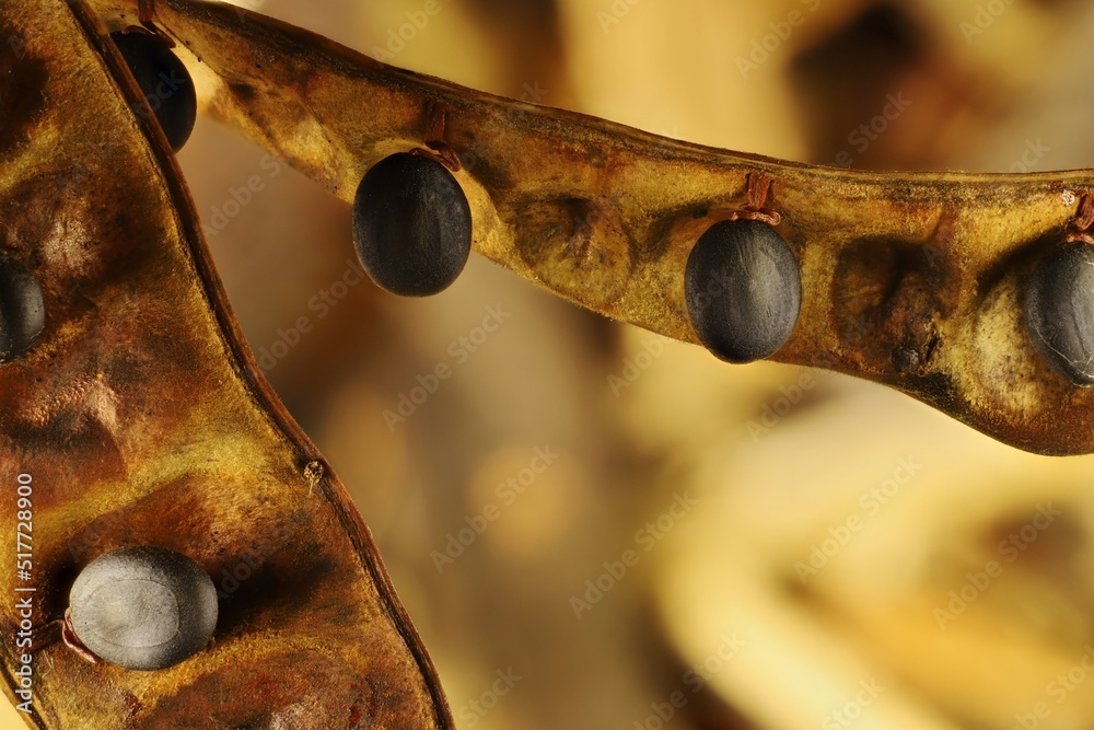 Isolated Sunshine Wattle (Acacia terminalis) seeds in fruit. Australian ...