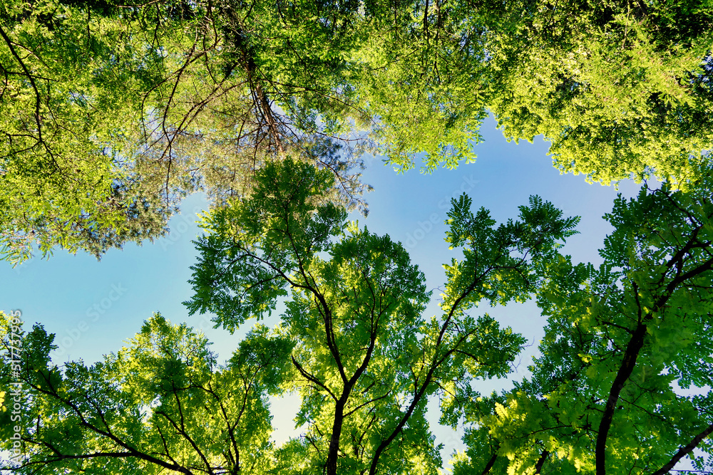 Acacia tree canopy meeting a mixed woodland canopy glowing in the ...