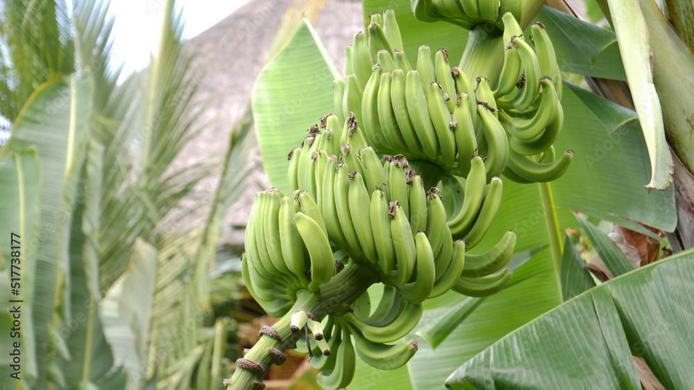 Bananenstaude auf Sansibar Stock-Foto | Adobe Stock