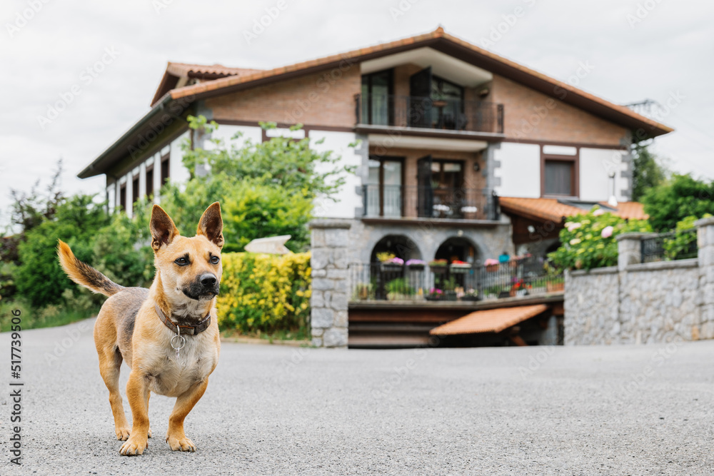 Cute curious dog looking away on street near stone house Stock Photo ...