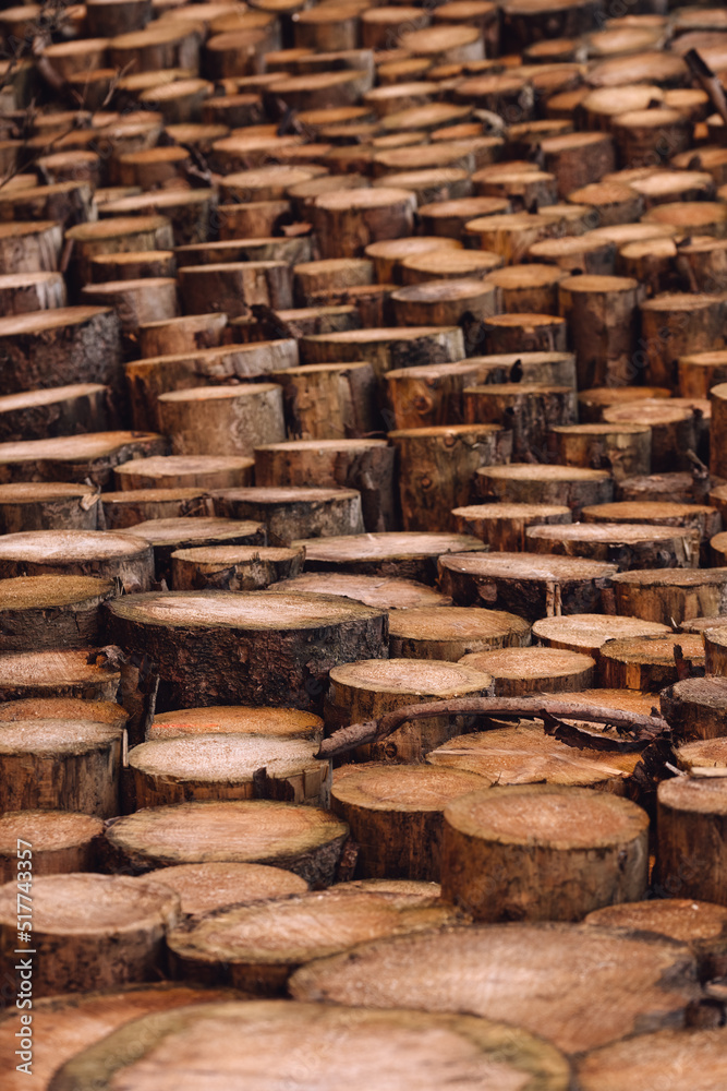 Background from sawn logs in the forest, wood texture, wood background ...