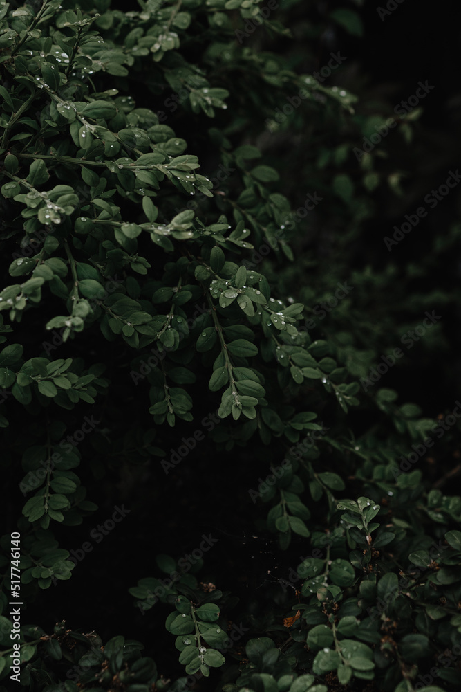 Wet branches of bush in garden Stock Photo | Adobe Stock