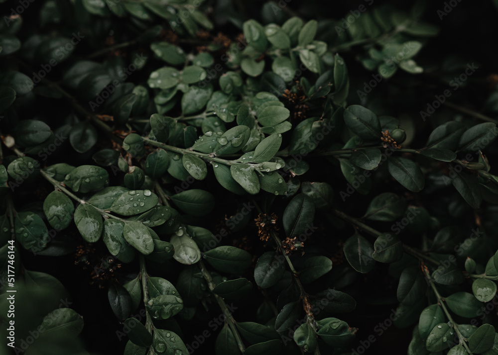 Wet branches of bush in garden Stock Photo | Adobe Stock