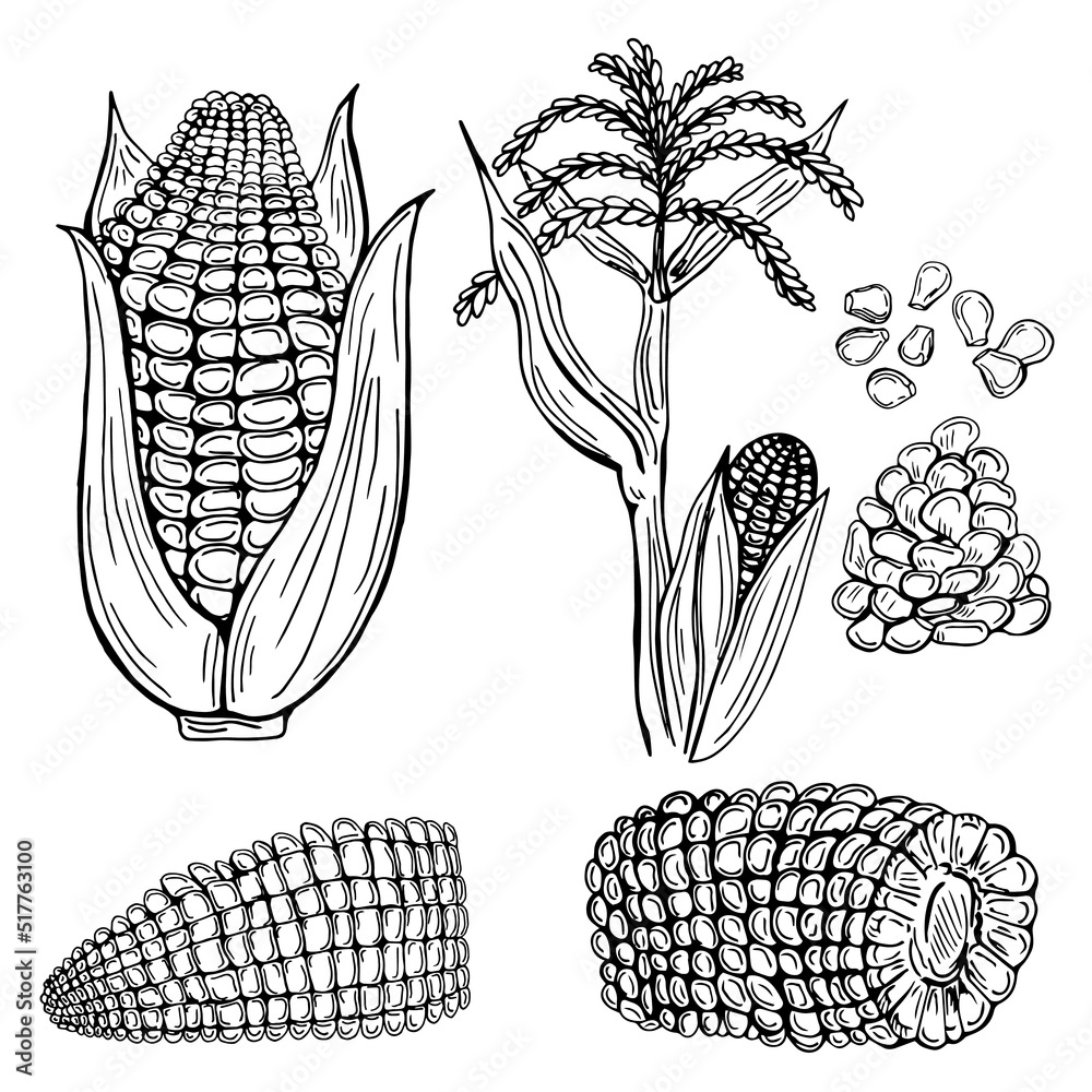 Corn hand drawn vector illustration set. Isolated vegetable engraved ...