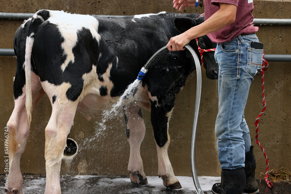 Cow washing in preparation of the county fair. Stock Photo | Adobe Stock