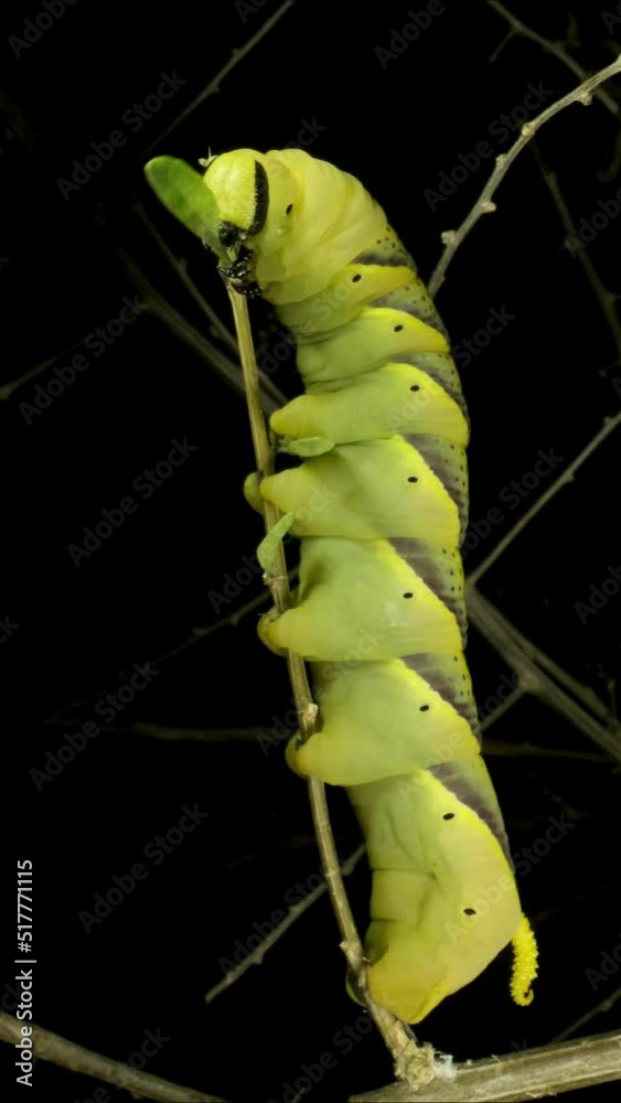 VERTICAL VIDEO: Сlose-up of Larva (caterpillar) of butterfly Death's ...