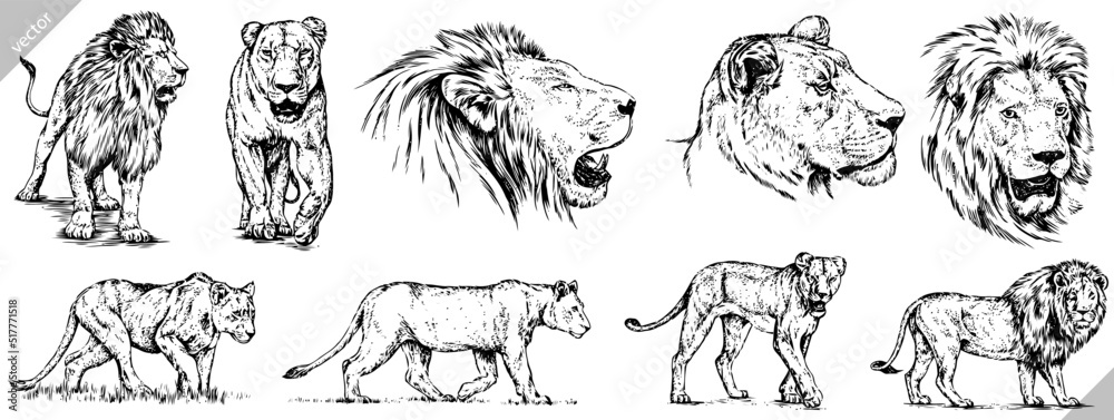 Vintage engrave isolated lion set illustration ink sketch. Wild cat ...