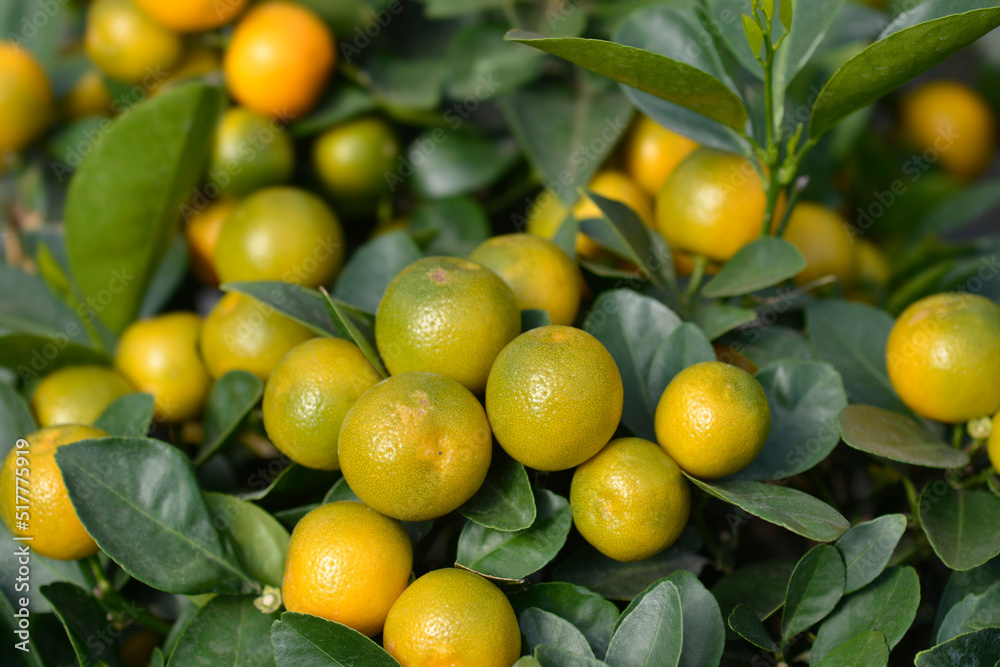 Calamansi Stock Photo | Adobe Stock