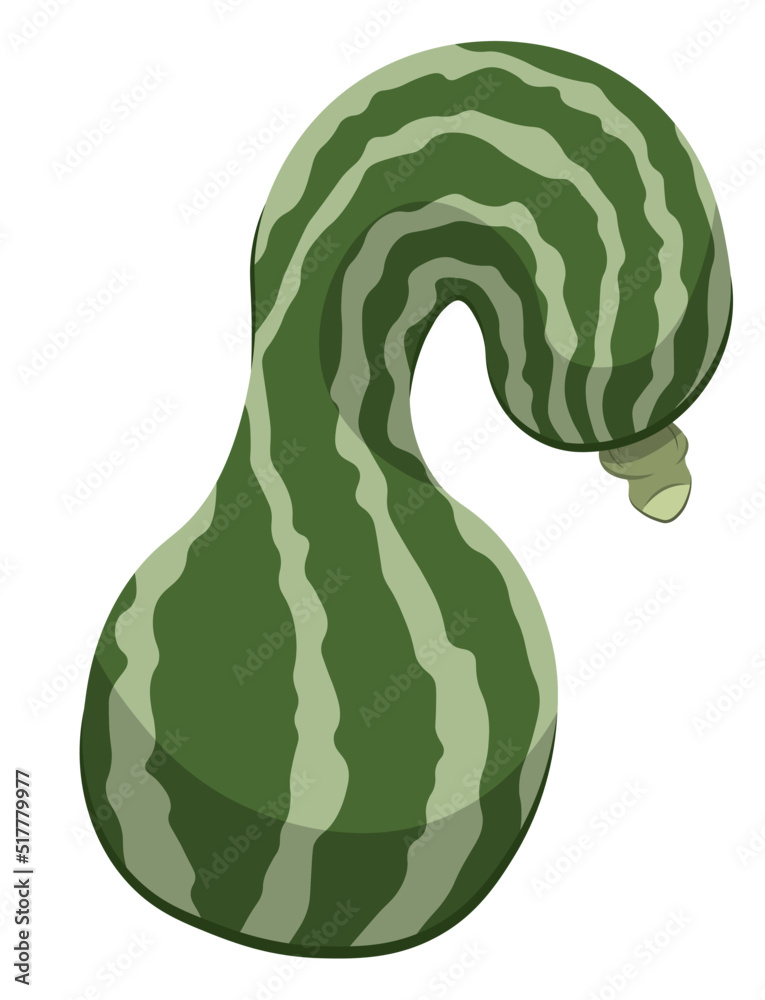 Cartoon illustration of curved squash vegetable Stock Vector | Adobe Stock