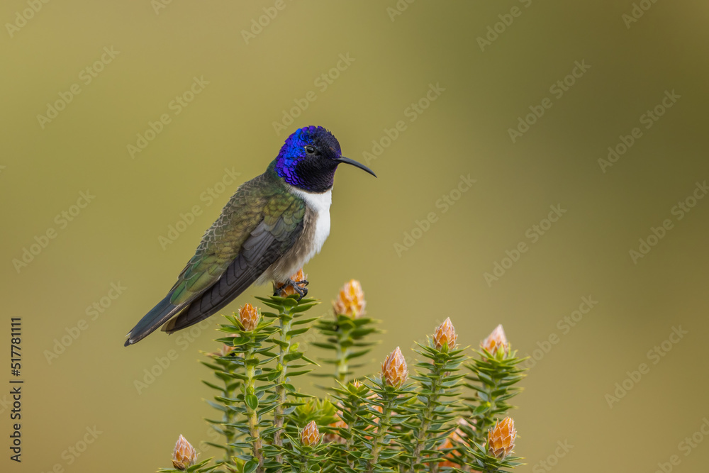 Ecuadorian Hillstar hummingbird feeding on the national flower of ...