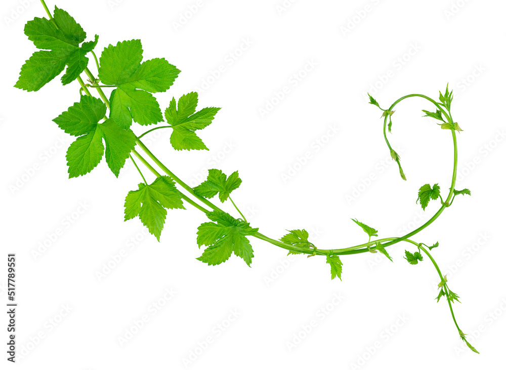 Green leaves of hops branch. Hop cones among the leaves on stems ...