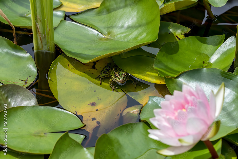 The northern leopard frog,(Lithobates pipiens or Rana pipiens) American ...